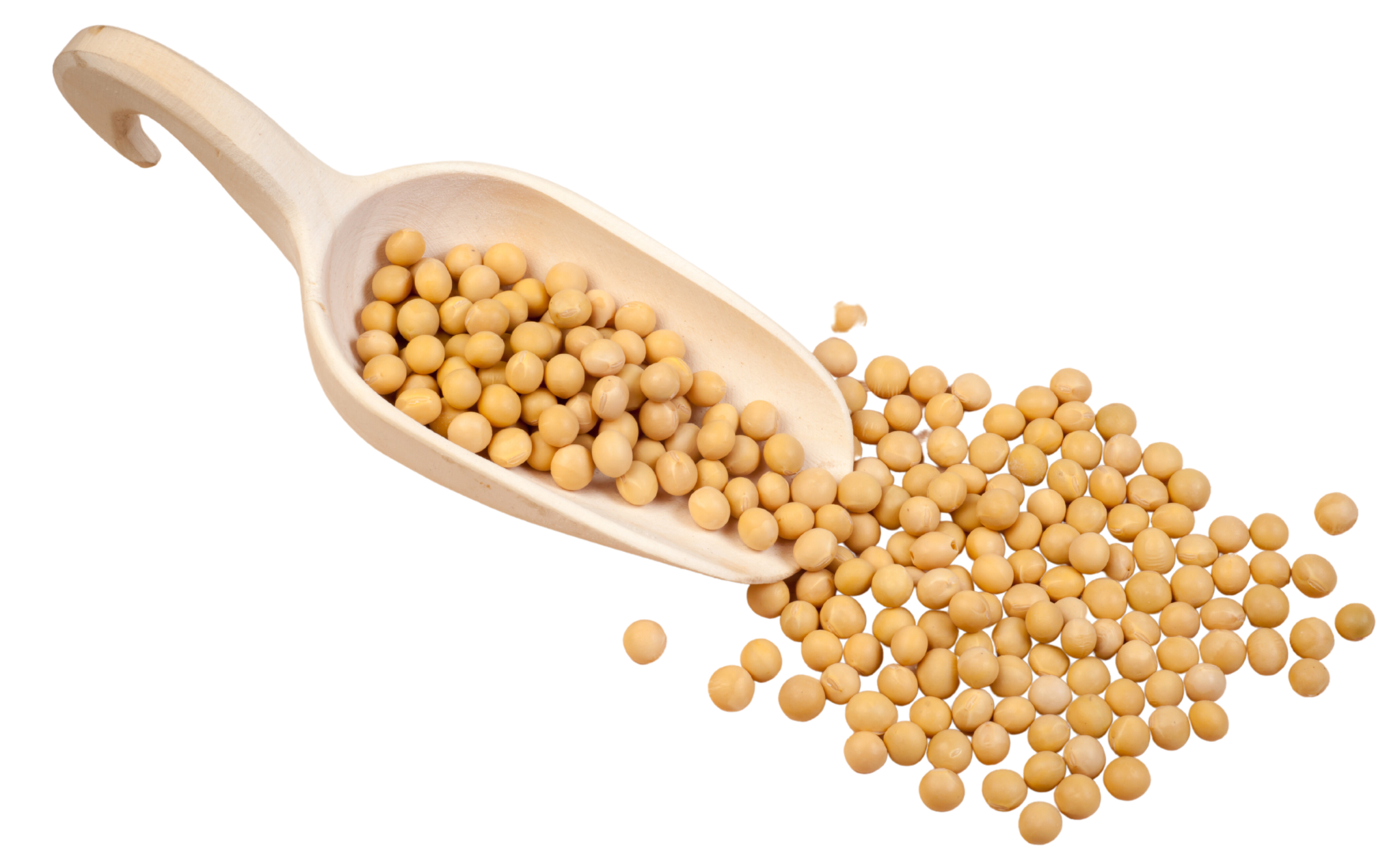 Soybean – An Overview – The Lean Co.®